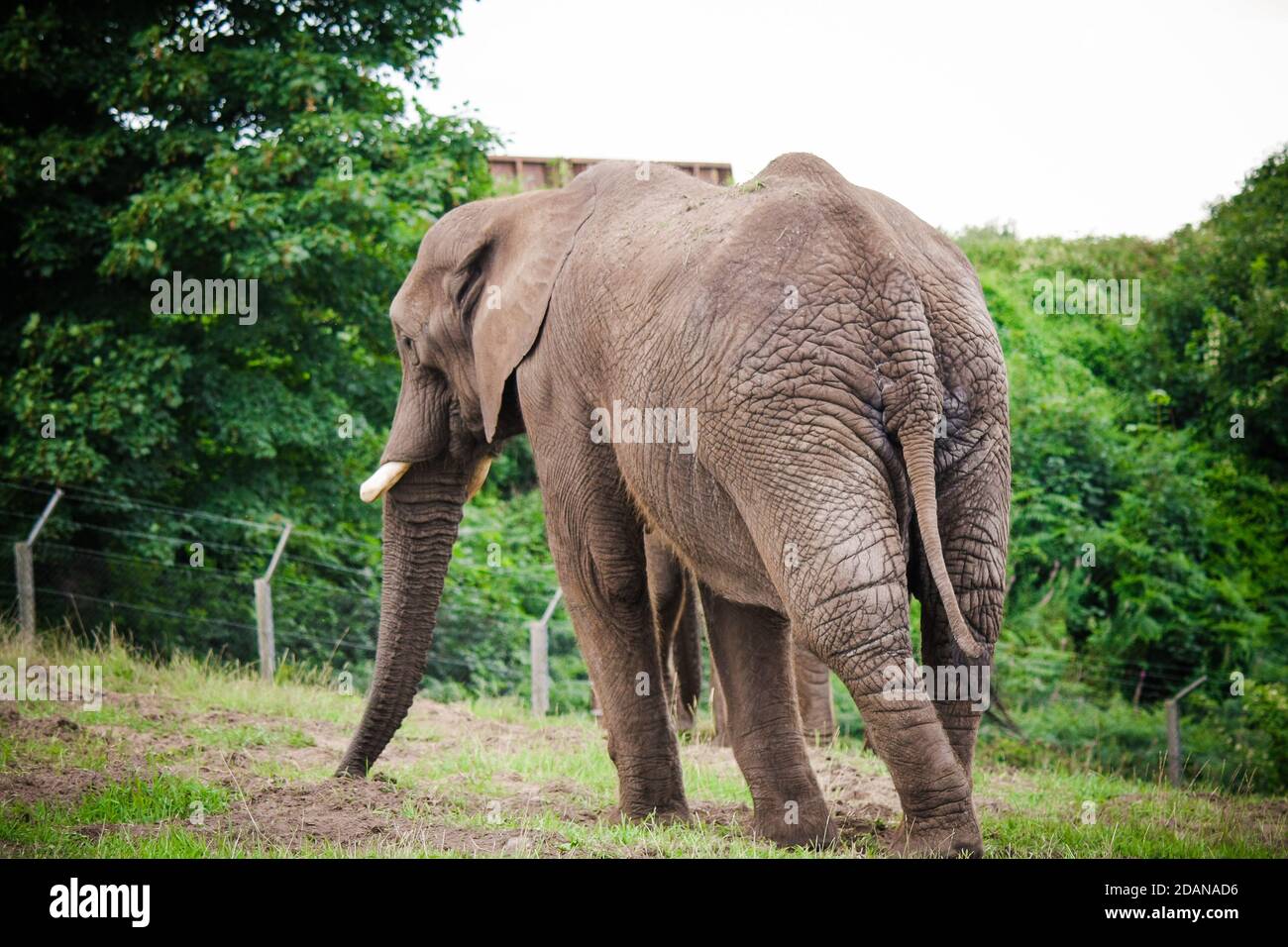 The wild elephant in zoo in Scotland UK Stock Photo - Alamy