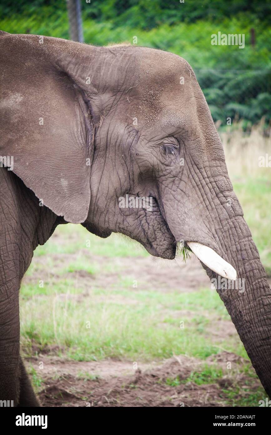 The wild elephant in zoo in Scotland UK Stock Photo - Alamy