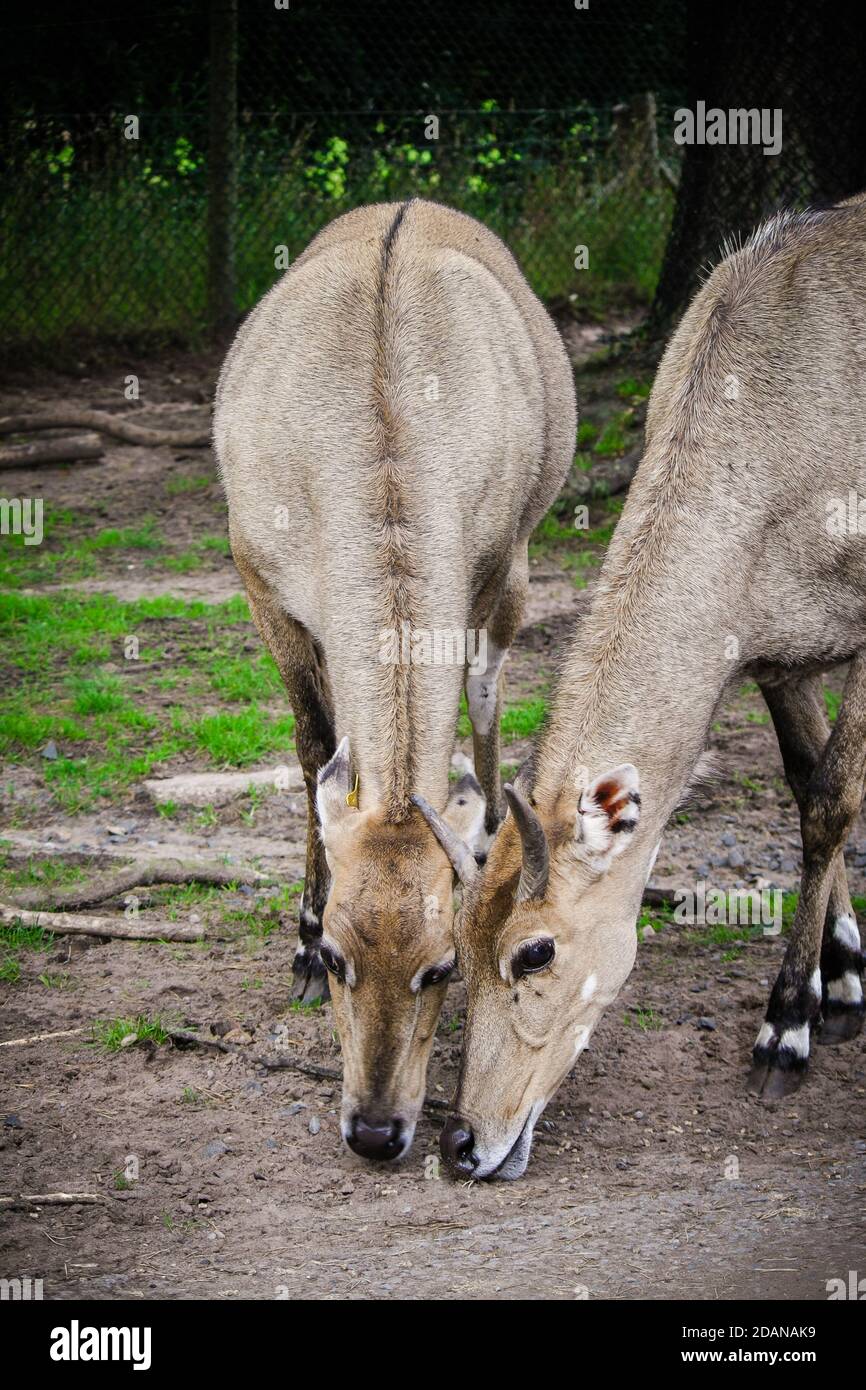 Zoo scotland hi-res stock photography and images - Alamy