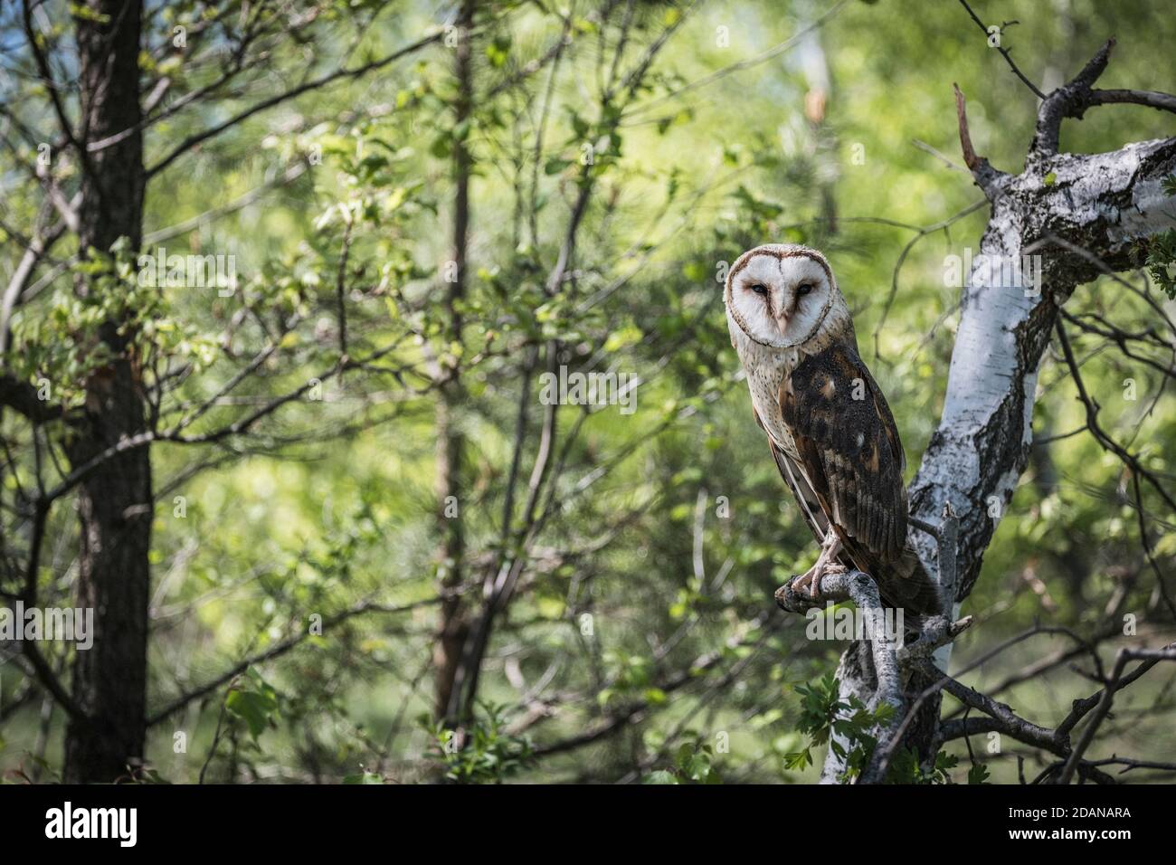 Barn owl relaxing Stock Photo - Alamy