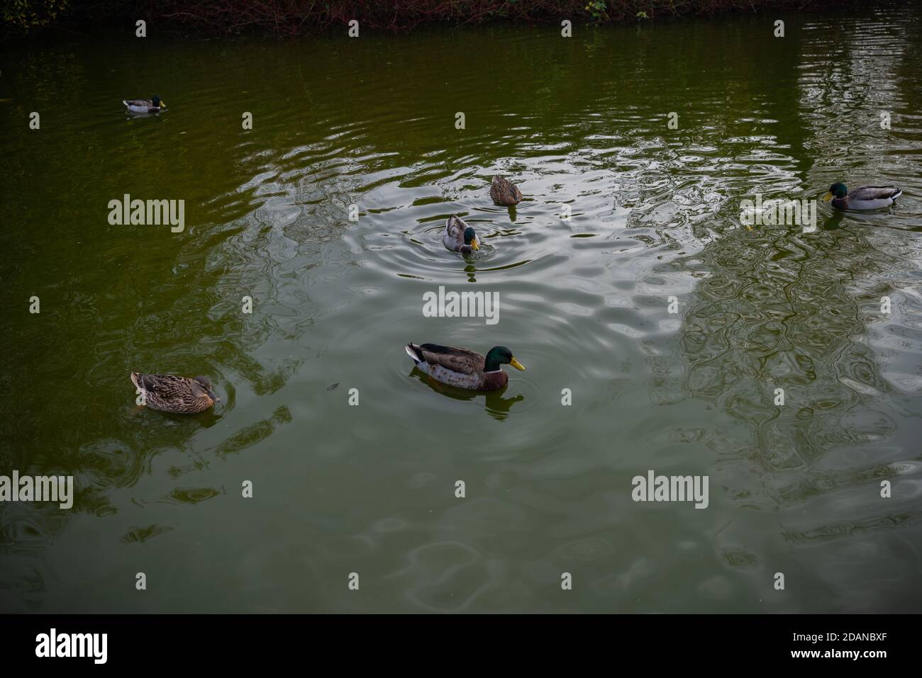 Ice House Hill Park Dundalk Stock Photo - Alamy