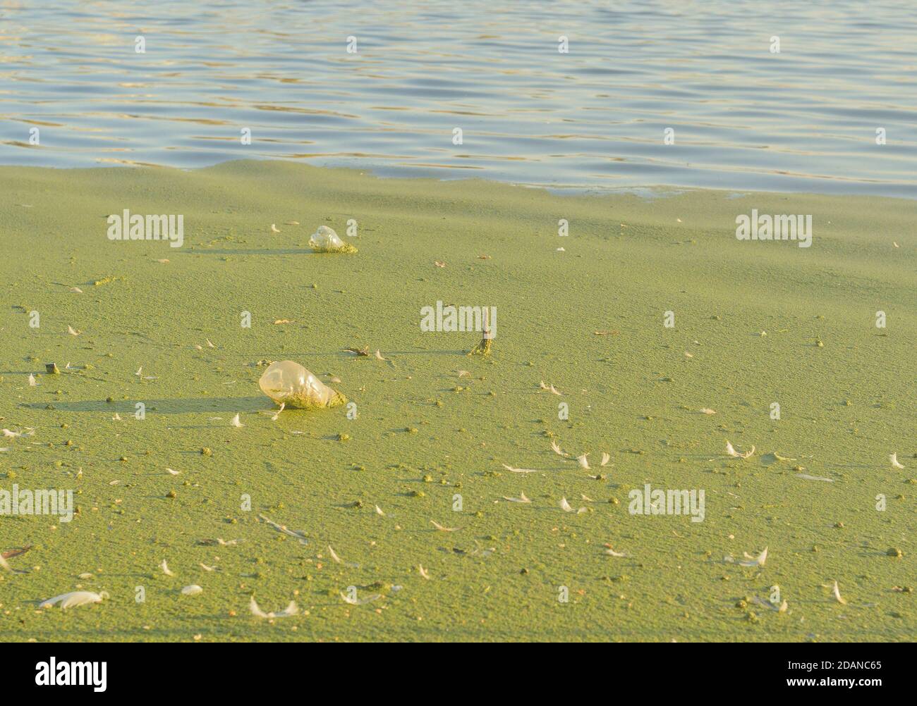 Plastic in mud hi-res stock photography and images - Alamy