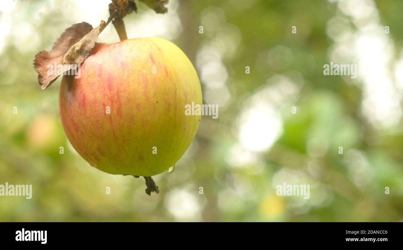 Hanging apple hi-res stock photography and images - Alamy