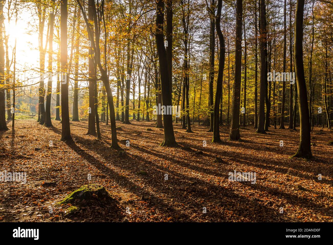 Sun flare in autumn in the forest near Borger, Netherlands Stock Photo ...