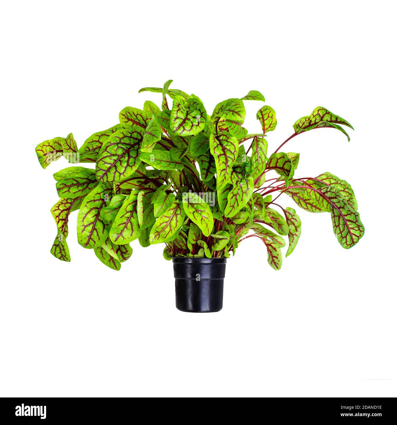 All year round greenery Cut Out Stock Images & Pictures - Alamy