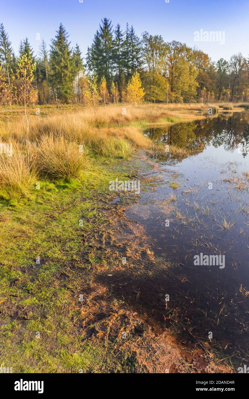 Moss on the lakeside in the moors of Borger, Netherlands Stock Photo ...