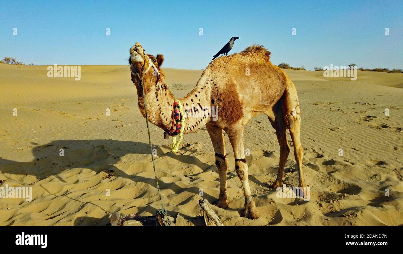Camel in the Thar desert of India Stock Photo - Alamy
