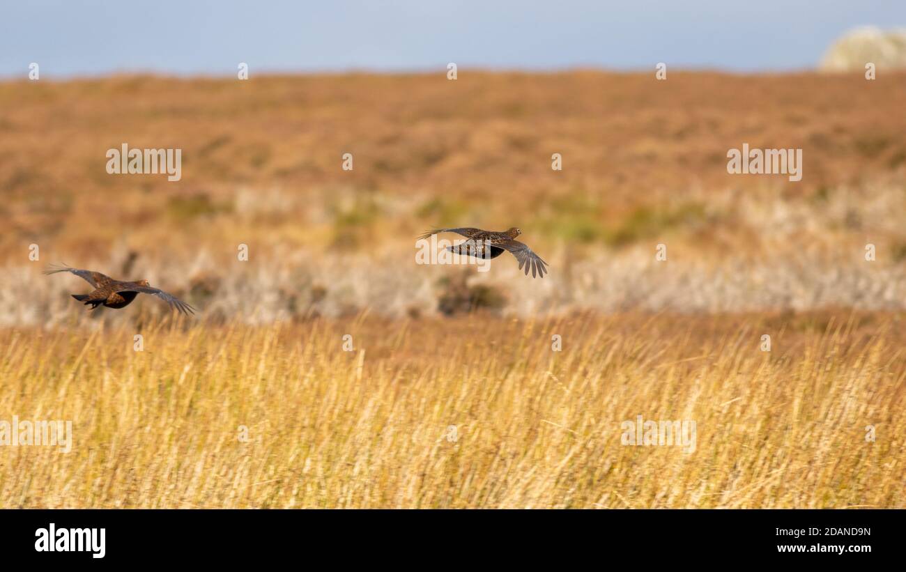 Uk wildlife: Two red grouse in flight, flying over moorland in autumn ...