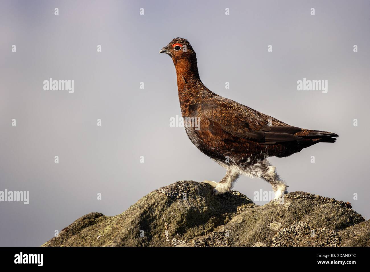 Stunning portrait of red grouse with full body and legs visible ...