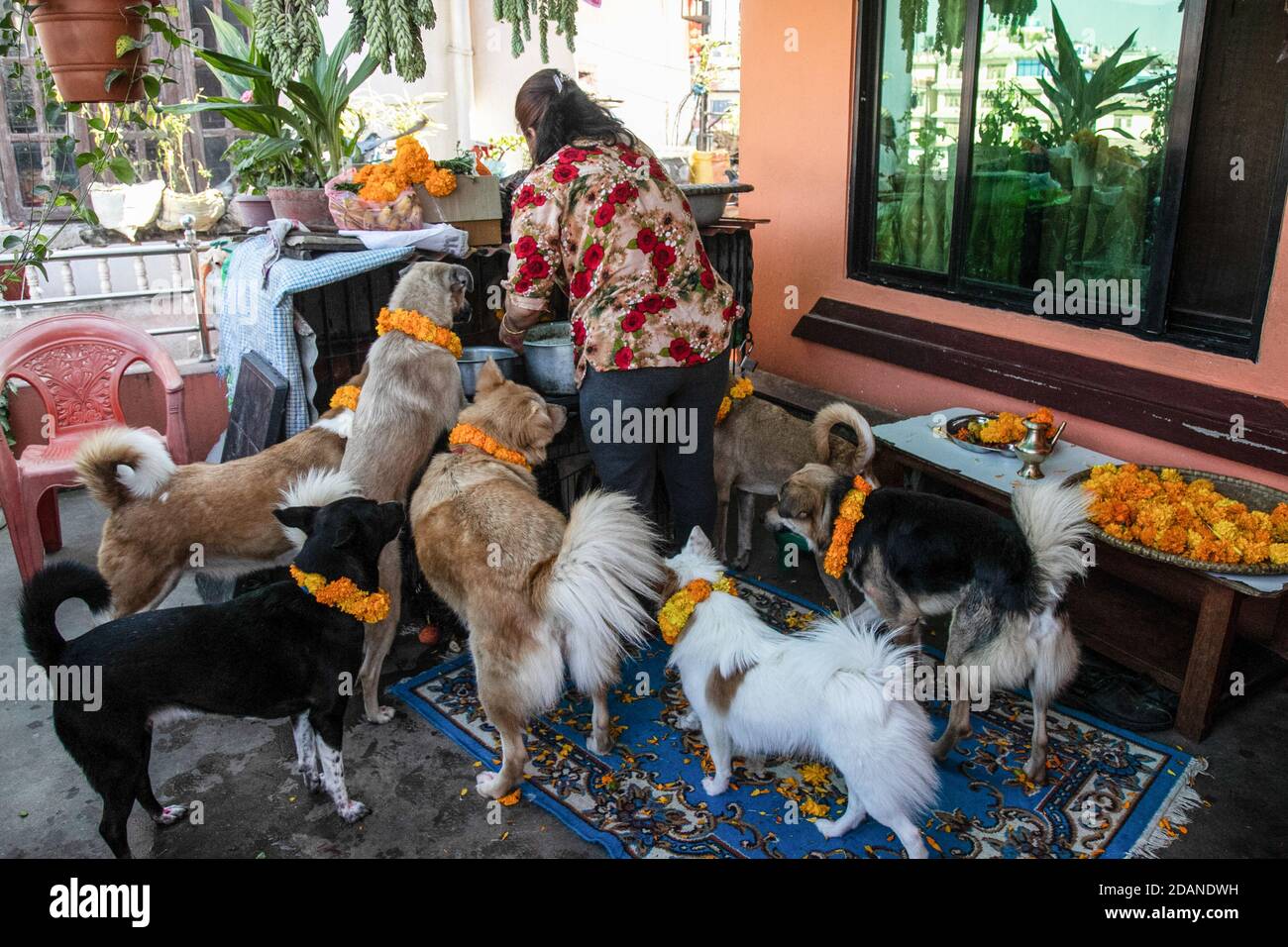 Ganga Bhujel is seen surrounded with dogs as she organizes for them ...