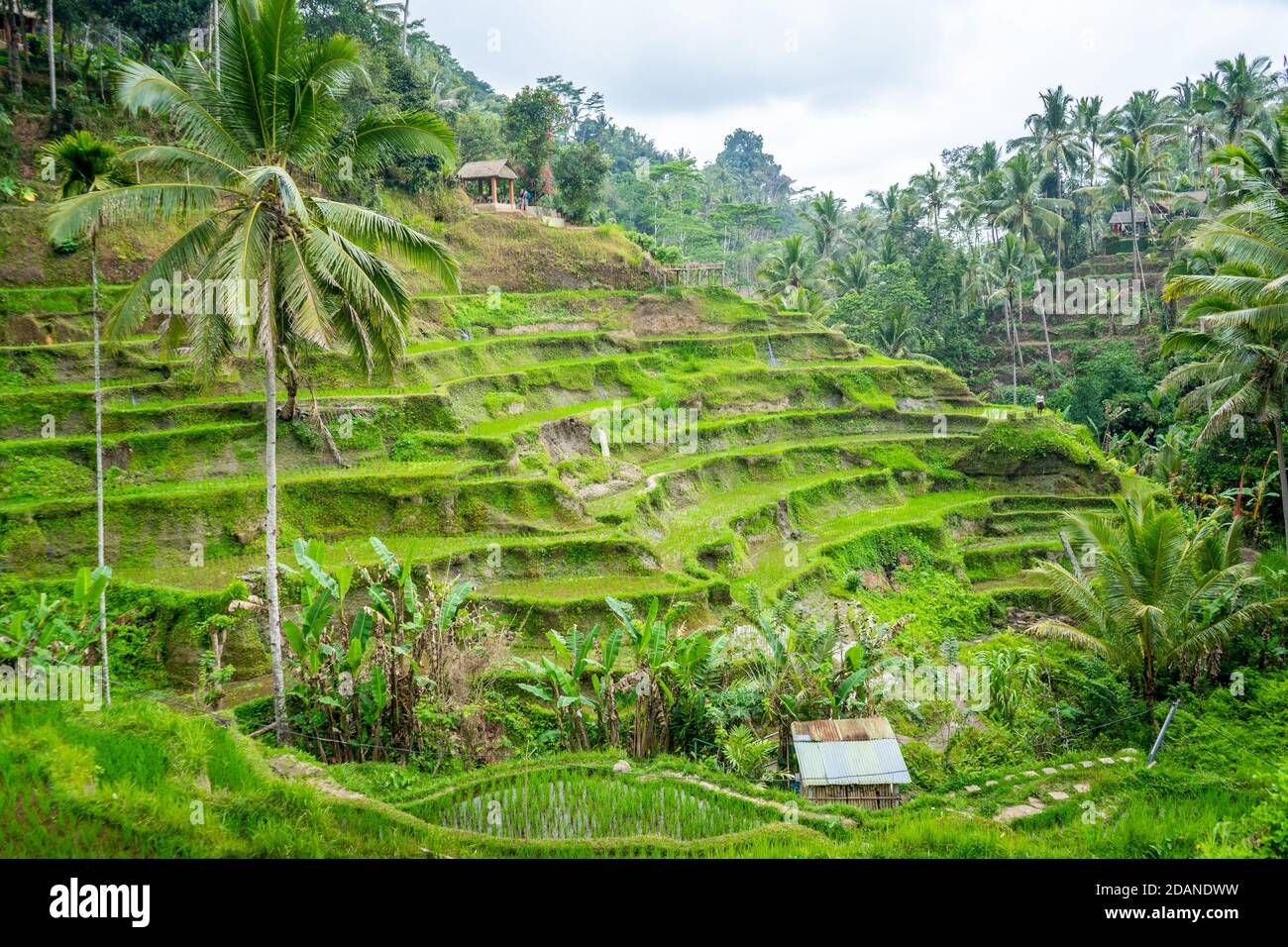 rice terraces in bali indonesia Stock Photo - Alamy