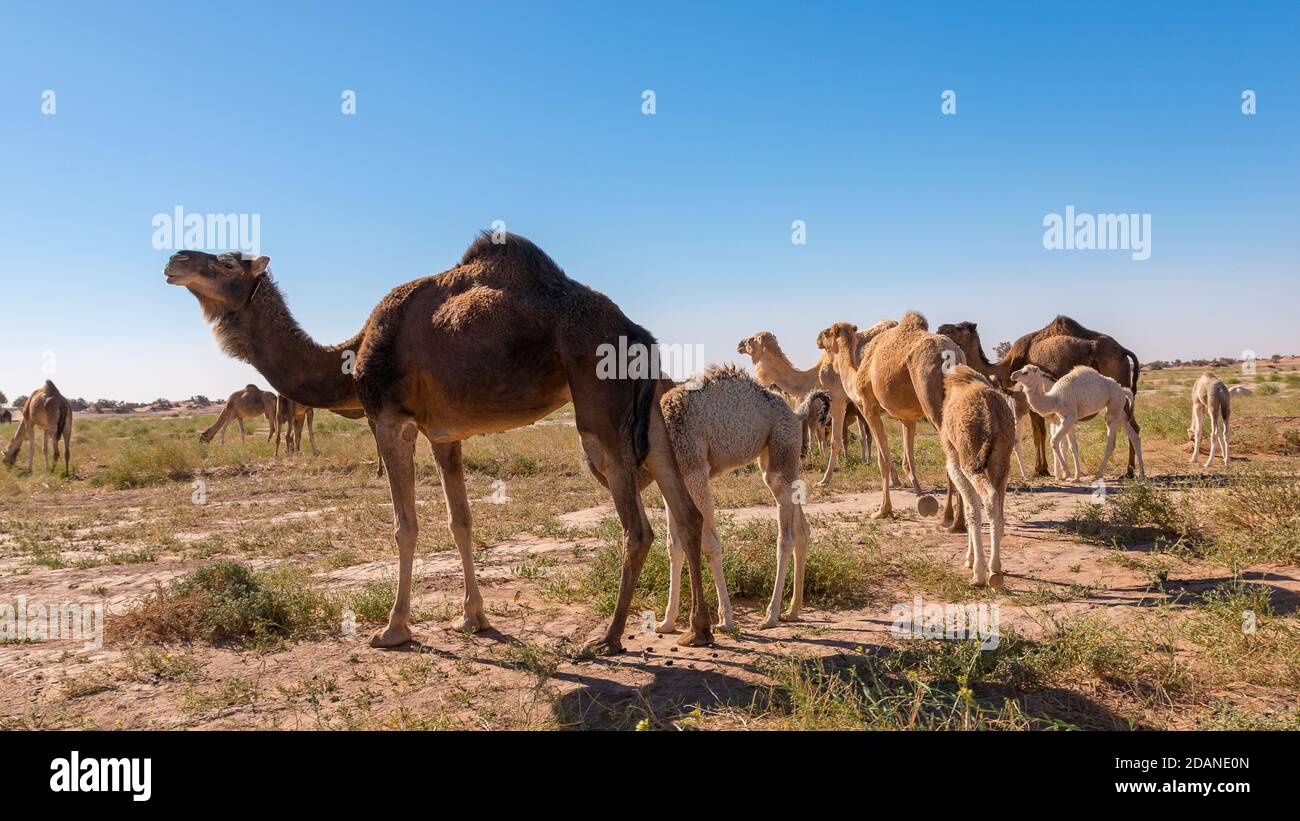 Herd of camels in El Gouera, at the gates of the Sahara. Morocco ...