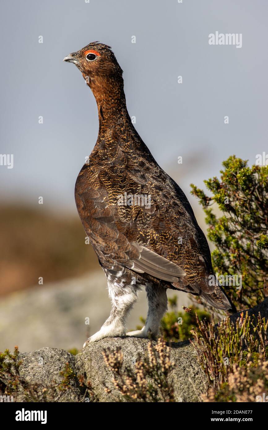 Uk wildlife: Stunning vertical portrait of red grouse with full body ...