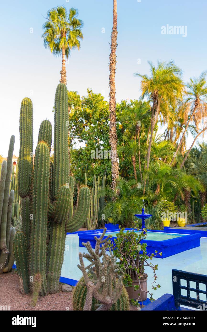 Marrakech plants hi-res stock photography and images - Alamy
