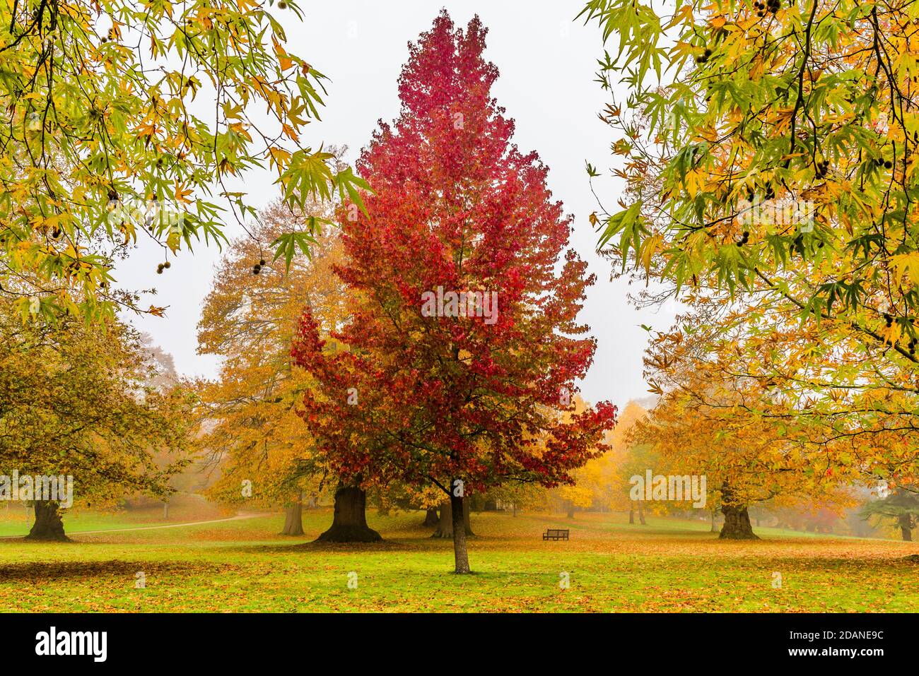 Autumn colours colors parkland park trees countryside english trees hi ...