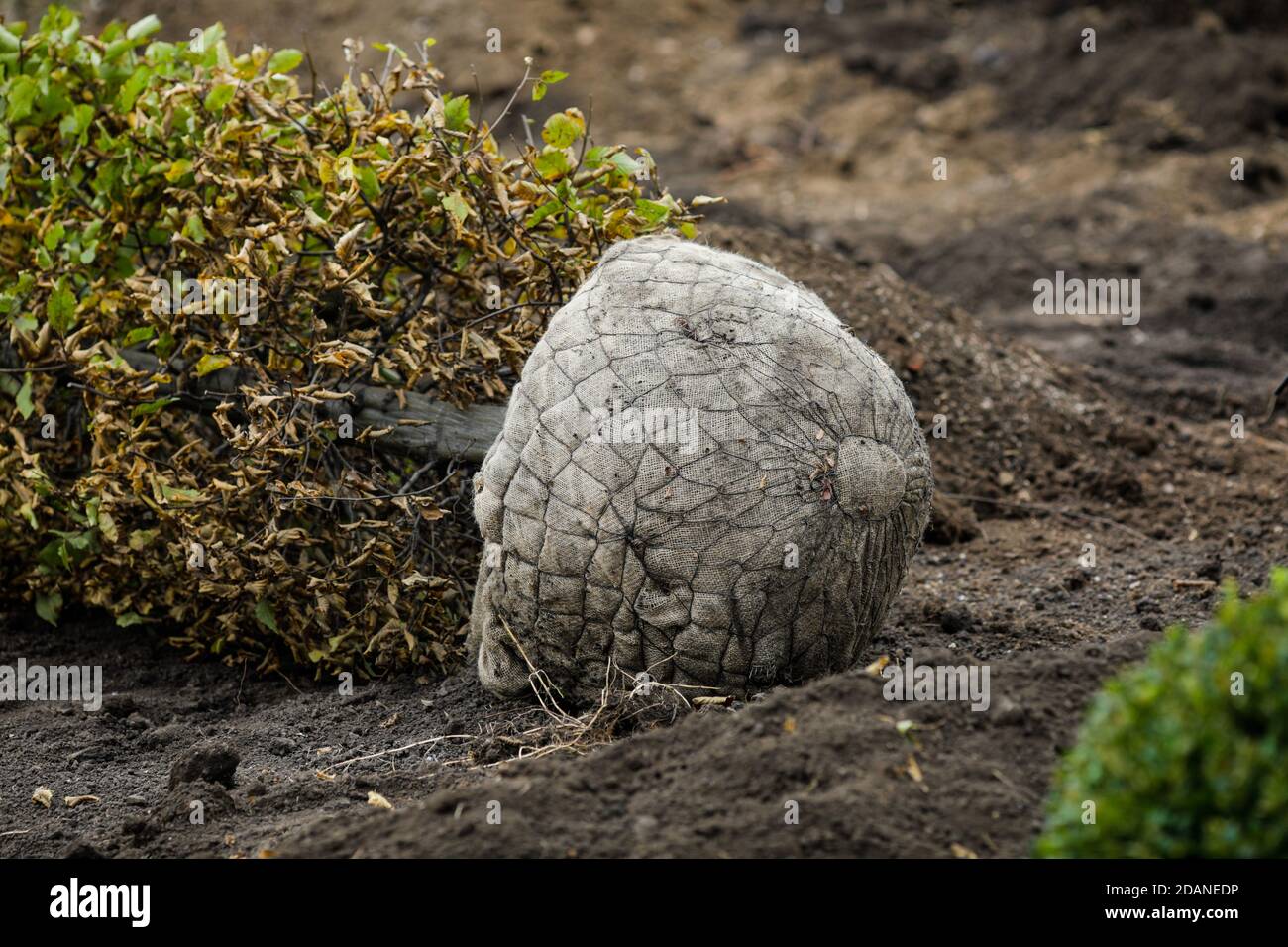 Small tree with roots ready to be planted on a cloudy and cold November ...