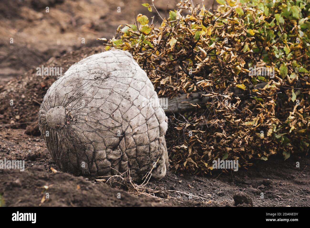 Small tree with roots ready to be planted on a cloudy and cold November ...