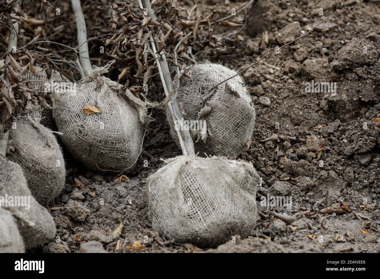 Small trees with roots ready to be planted on a cloudy and cold ...
