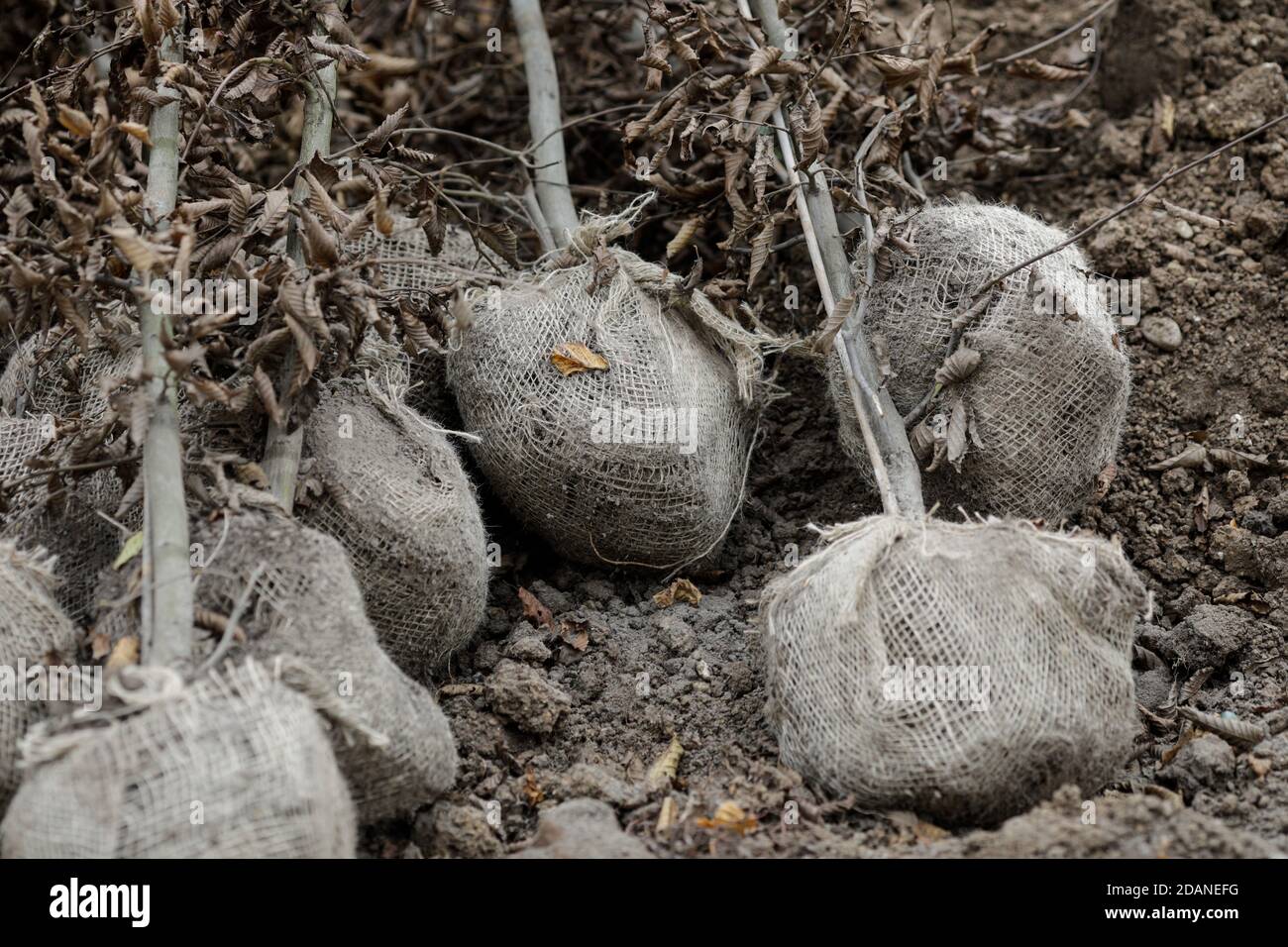 Small trees with roots ready to be planted on a cloudy and cold ...