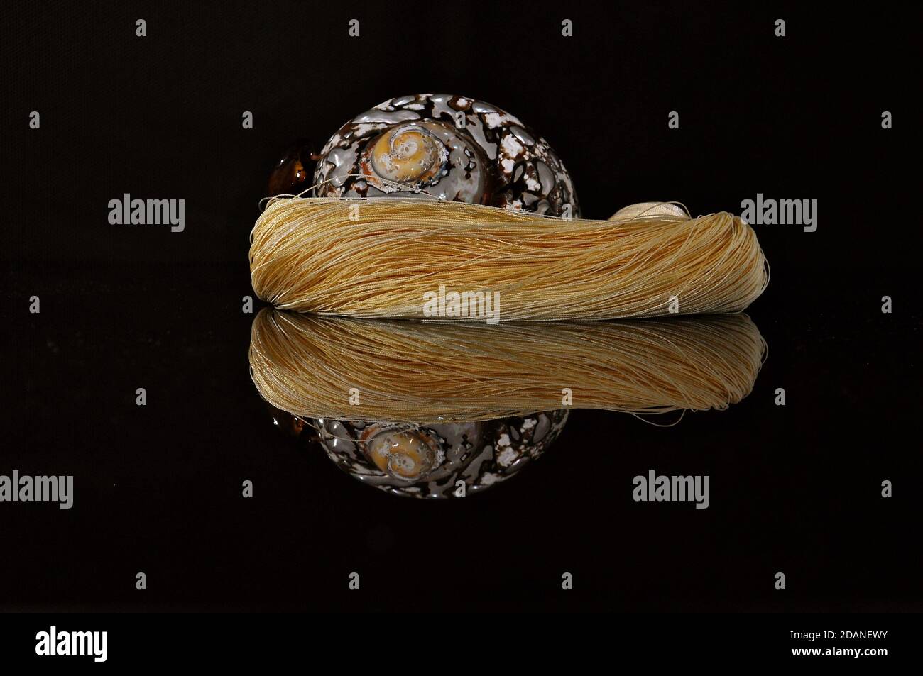 Symmetrical Shell High Resolution Stock Photography and Images - Alamy