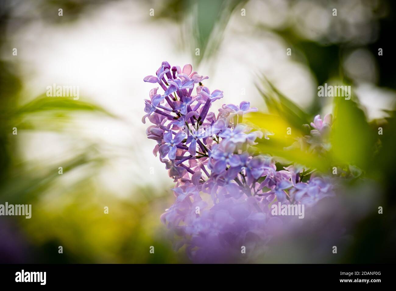 lilac flowers on green background Stock Photo - Alamy