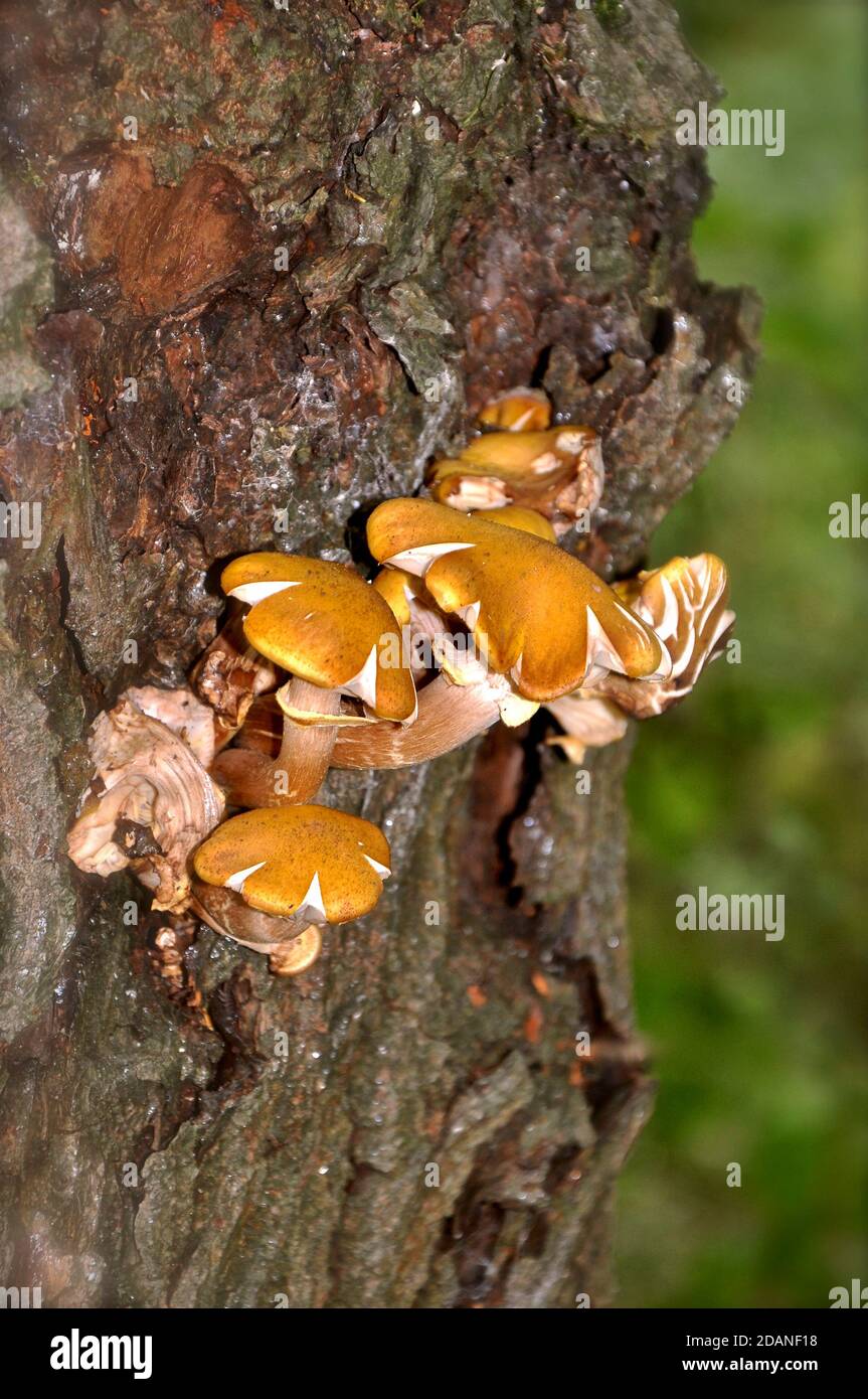 Yellow fungus growing from the side a gnarled tree trunk with peeling ...