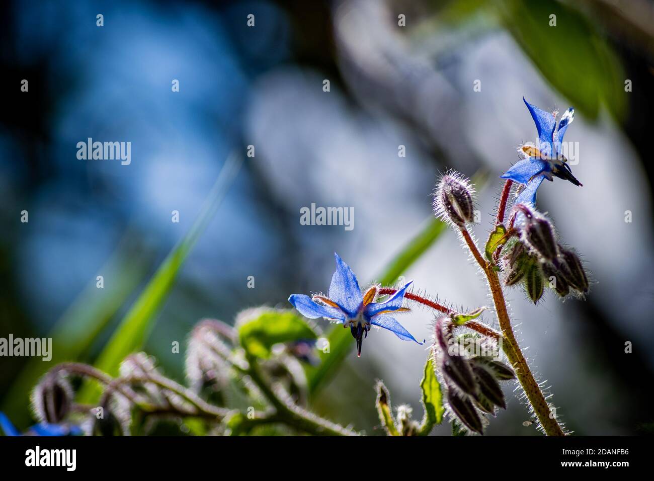 spring flowers in the snow Stock Photo - Alamy