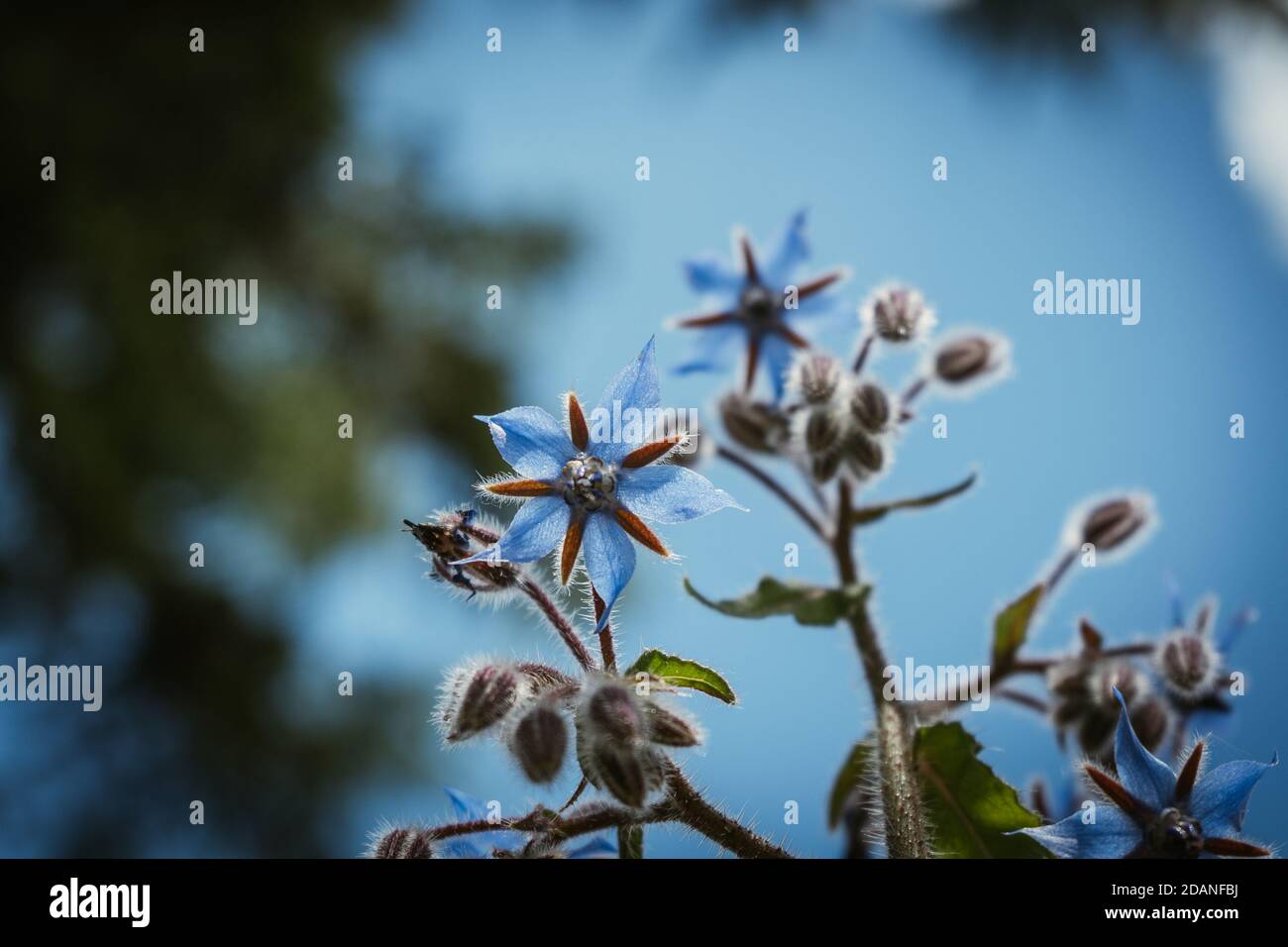 White cherry flowers bottom hi-res stock photography and images - Alamy
