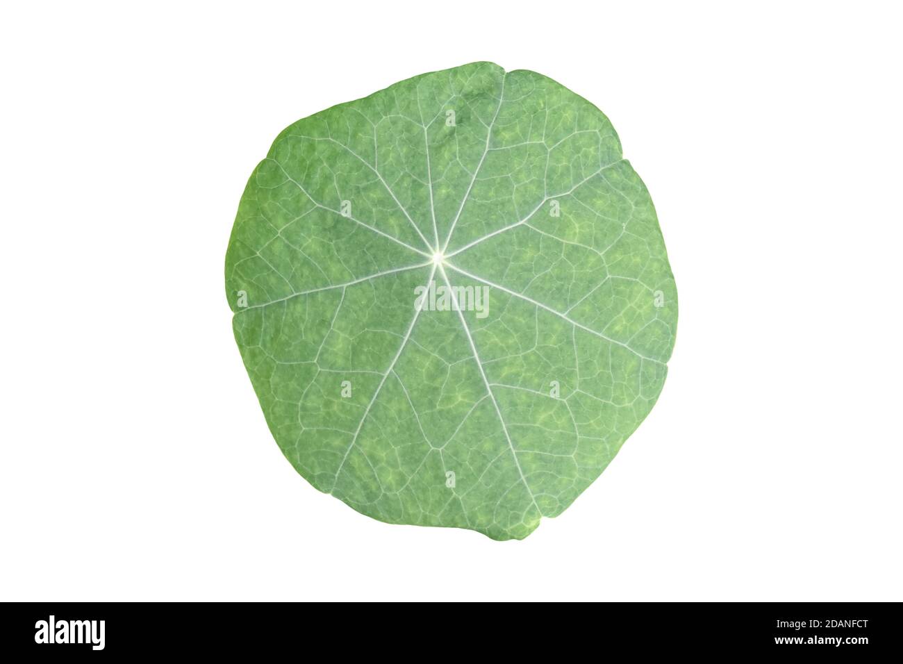 Close up leaf of Gotu kola (Asiatic) Isolated on white background ...
