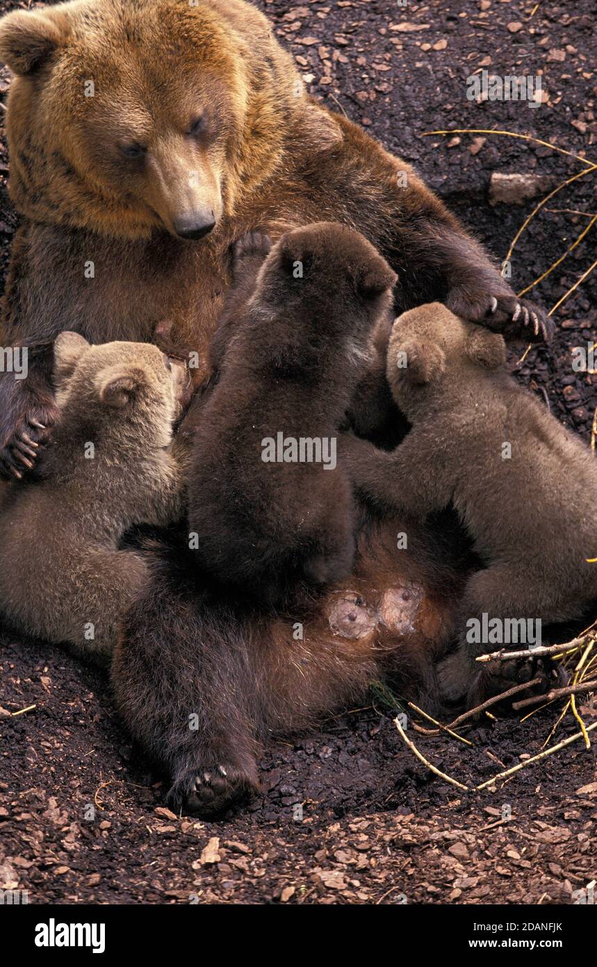BROWN BEAR ursus arctos, FEMALE WITH CUB SUCKLING Stock Photo - Alamy
