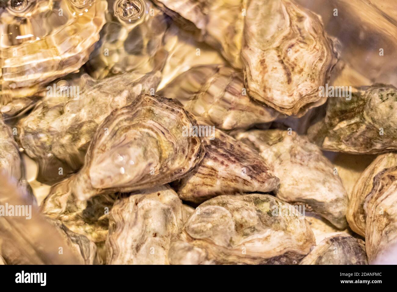 Oystering hi-res stock photography and images - Alamy