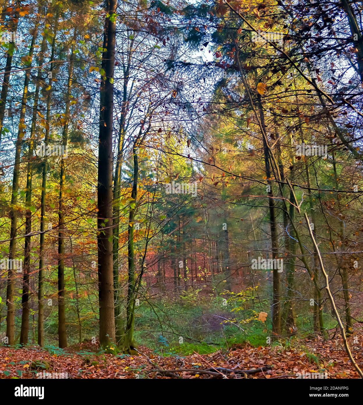 View into a colorful and vibrant autumn forest with fall foliage and ...