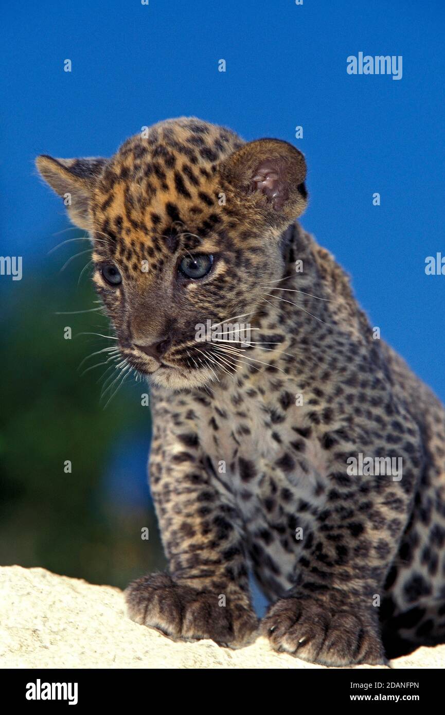 LEOPARD panthera pardus, CUB STANDING ON ROCK Stock Photo - Alamy