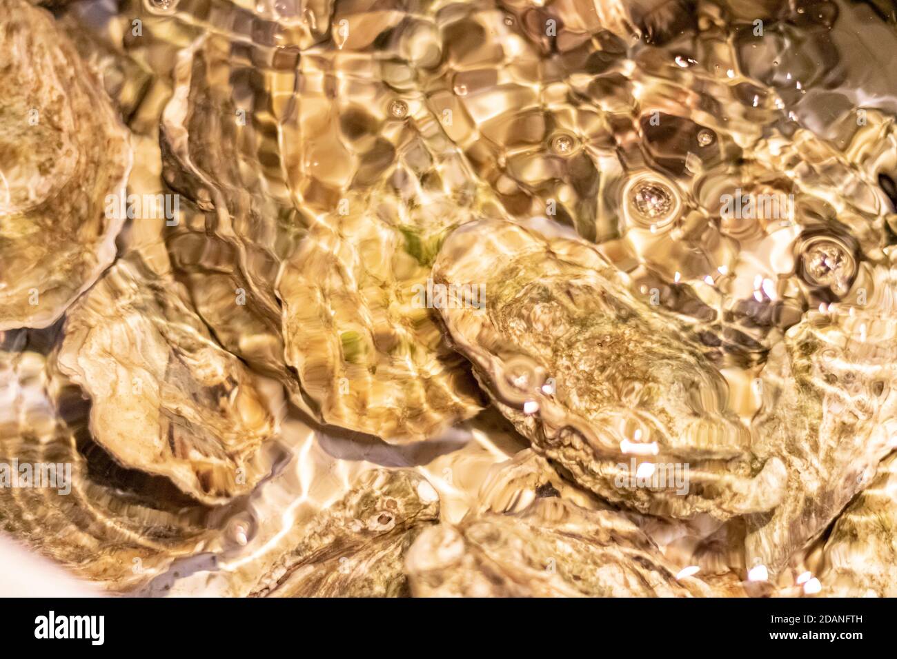 Oyster seashell in saltwater waiting for customer in restaurant Stock ...