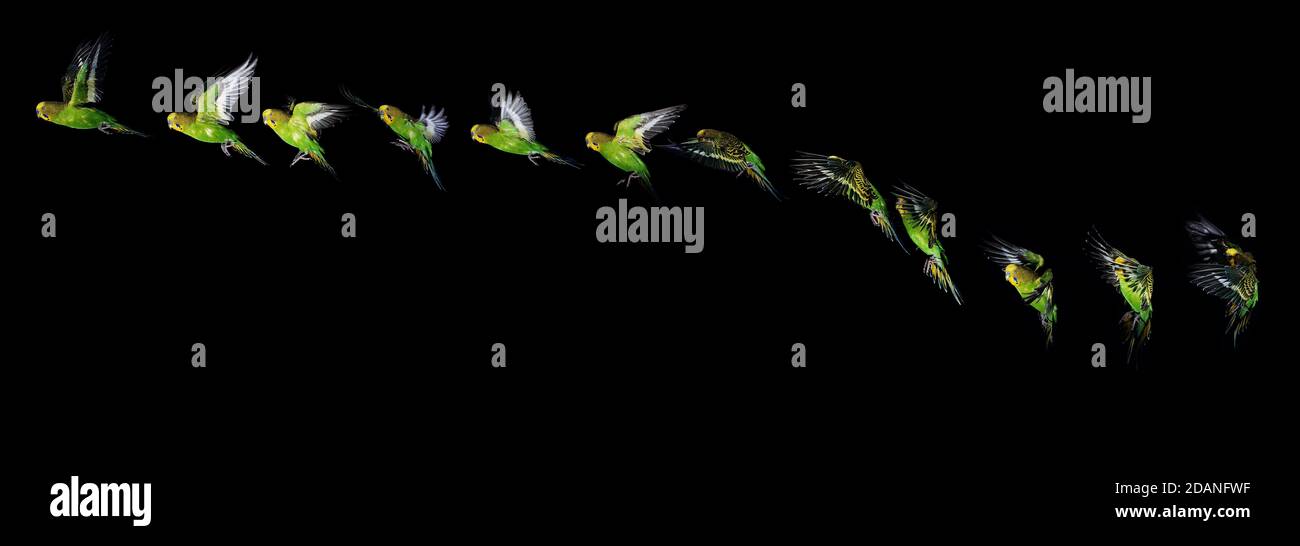 BUDGERIGAR melopsittacus undulatus, FLIGHT SEQUENCE Stock Photo - Alamy