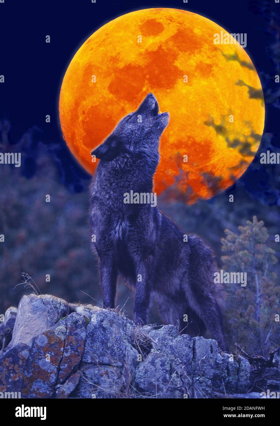 EUROPEAN WOLF canis lupus, ADULT HOWLING AT MOON Stock Photo - Alamy