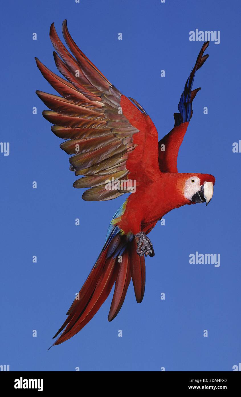 SCARLET MACAW ara macao, ADULT IN FLIGHT Stock Photo - Alamy