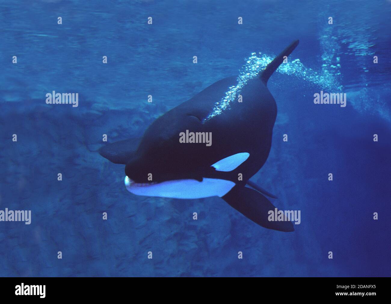 KILLER WHALE orcinus orca, ADULT Stock Photo - Alamy