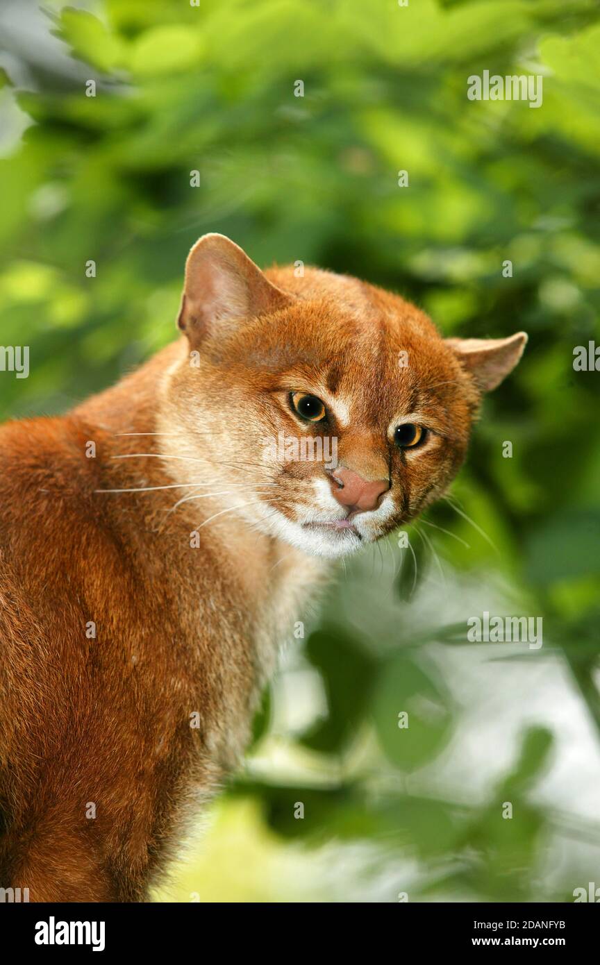 JAGUARUNDI herpailurus yaguarondi, PORTRAIT OF ADULT Stock Photo - Alamy
