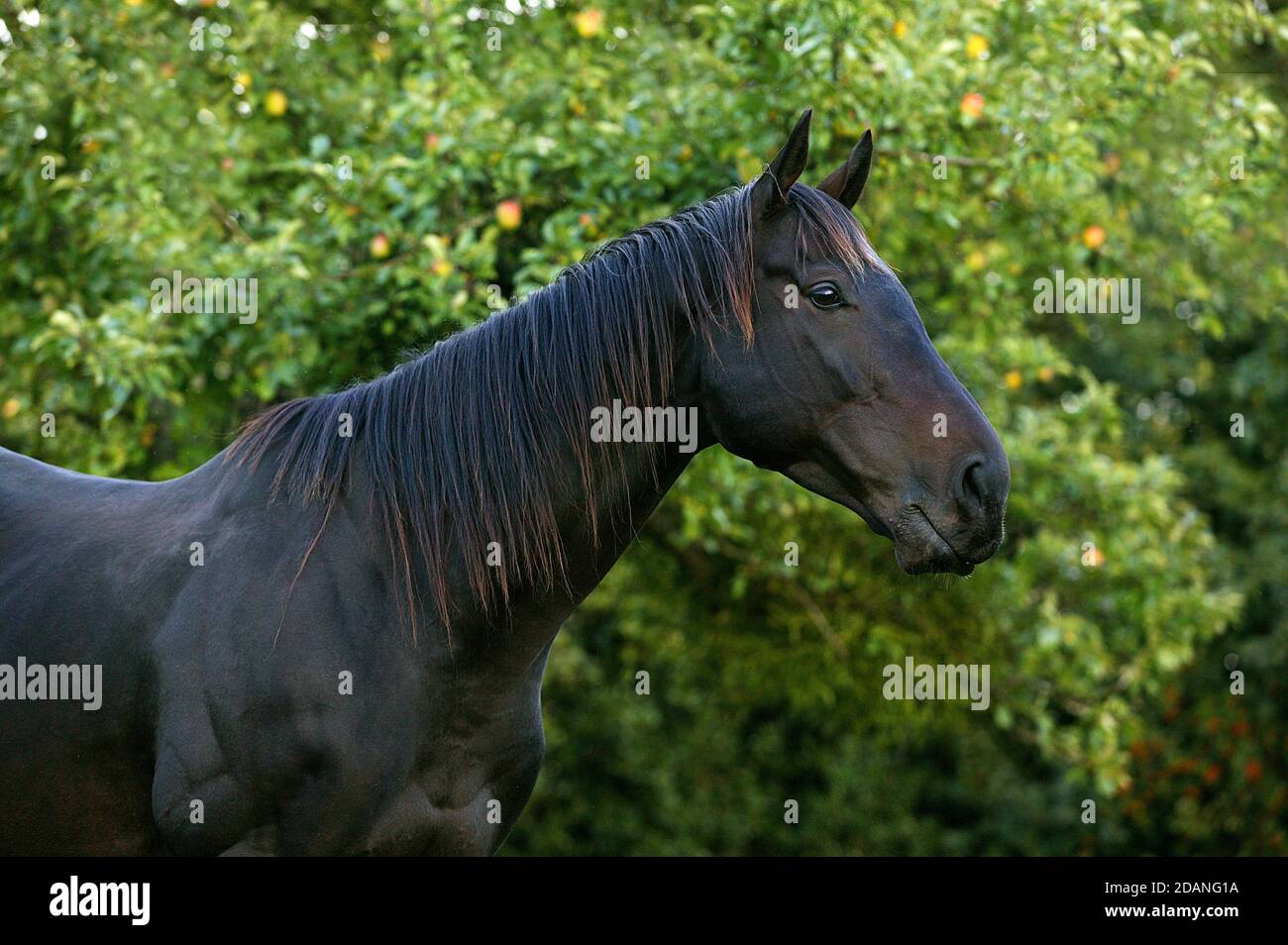 English thoroughbred horse adult standing hi-res stock photography and ...
