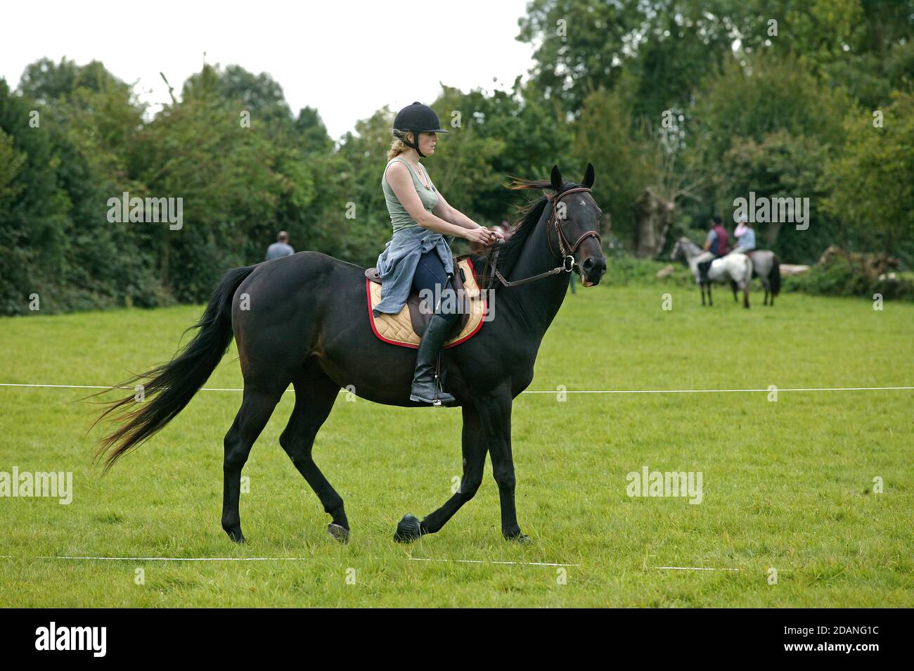 WOMAN WITH HER HORSE DOING HANDINESS DURING A "TREC Stock Photo - Alamy