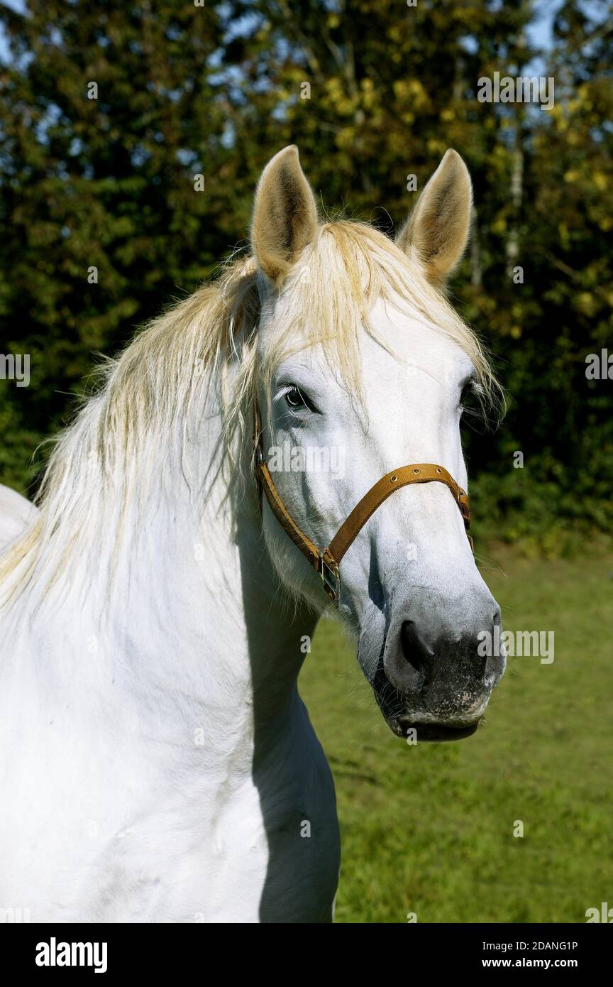 PERCHERON HORSE, PORTRAIT OF ADULT WEARING HALTER Stock Photo - Alamy