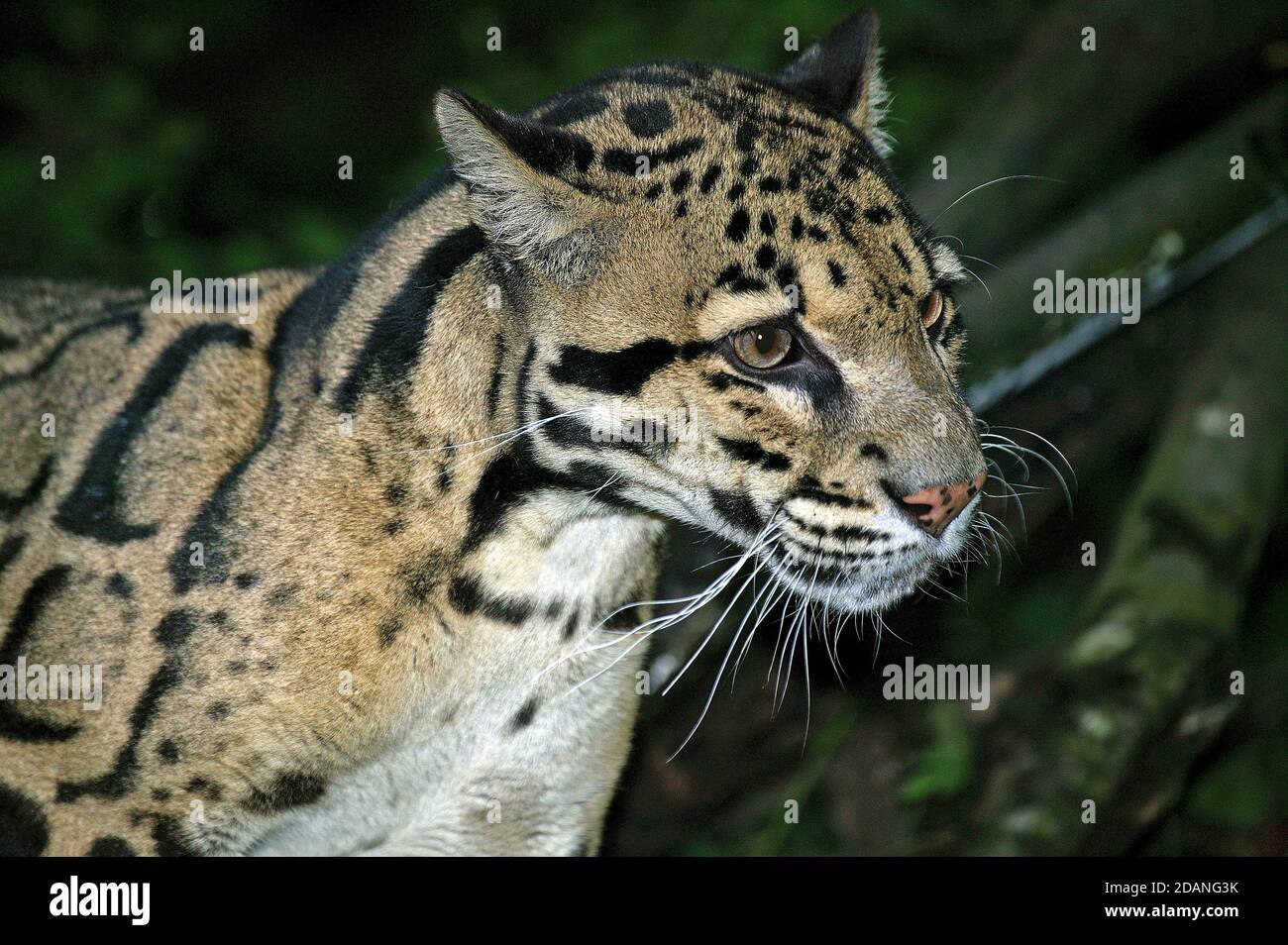 Clouded leopard neofelis nebulosa adult hi-res stock photography and ...