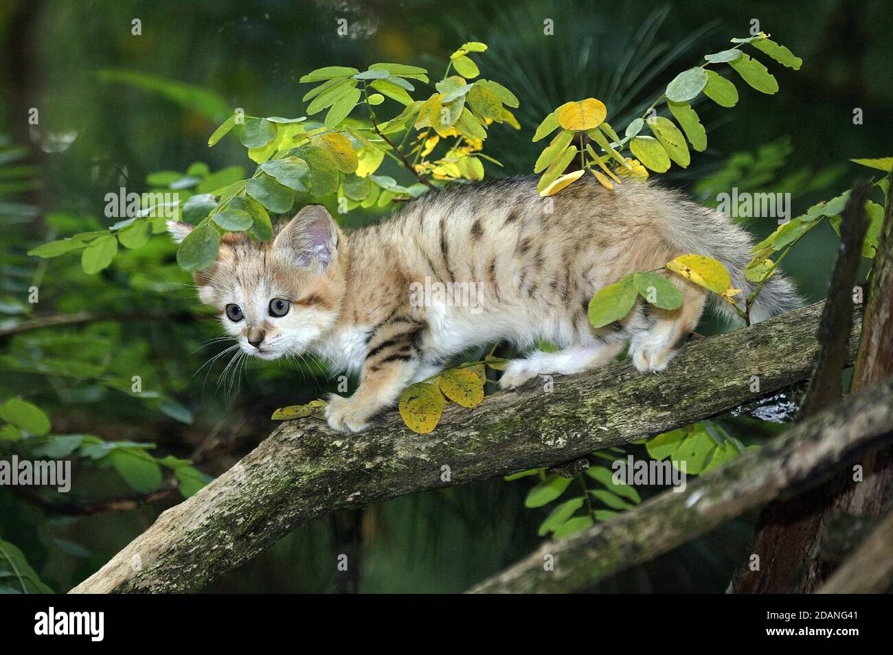 SAND CAT felis margarita, CUB STANDING ON BRANCH Stock Photo - Alamy