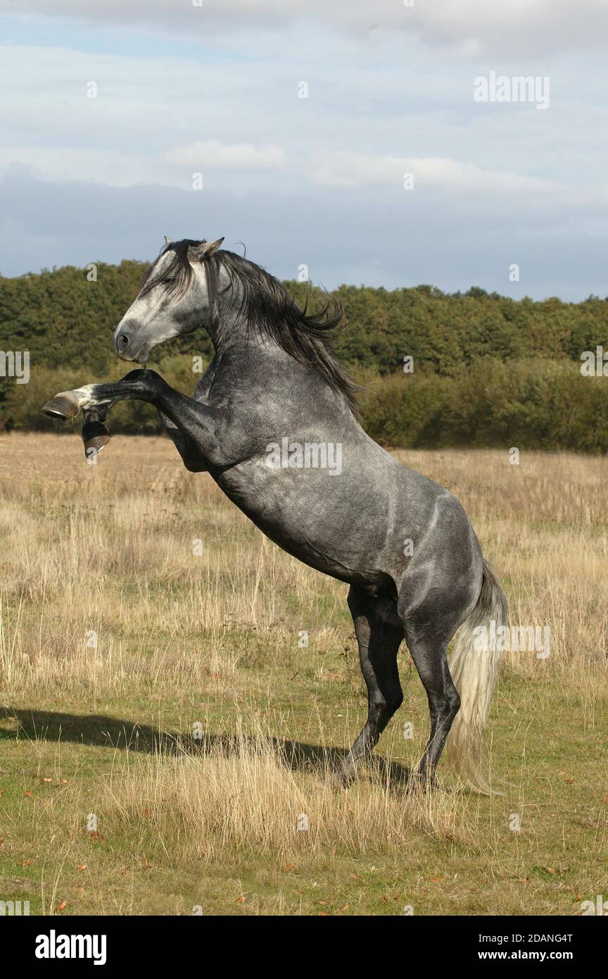 Horse rearing up on legs hi-res stock photography and images - Alamy