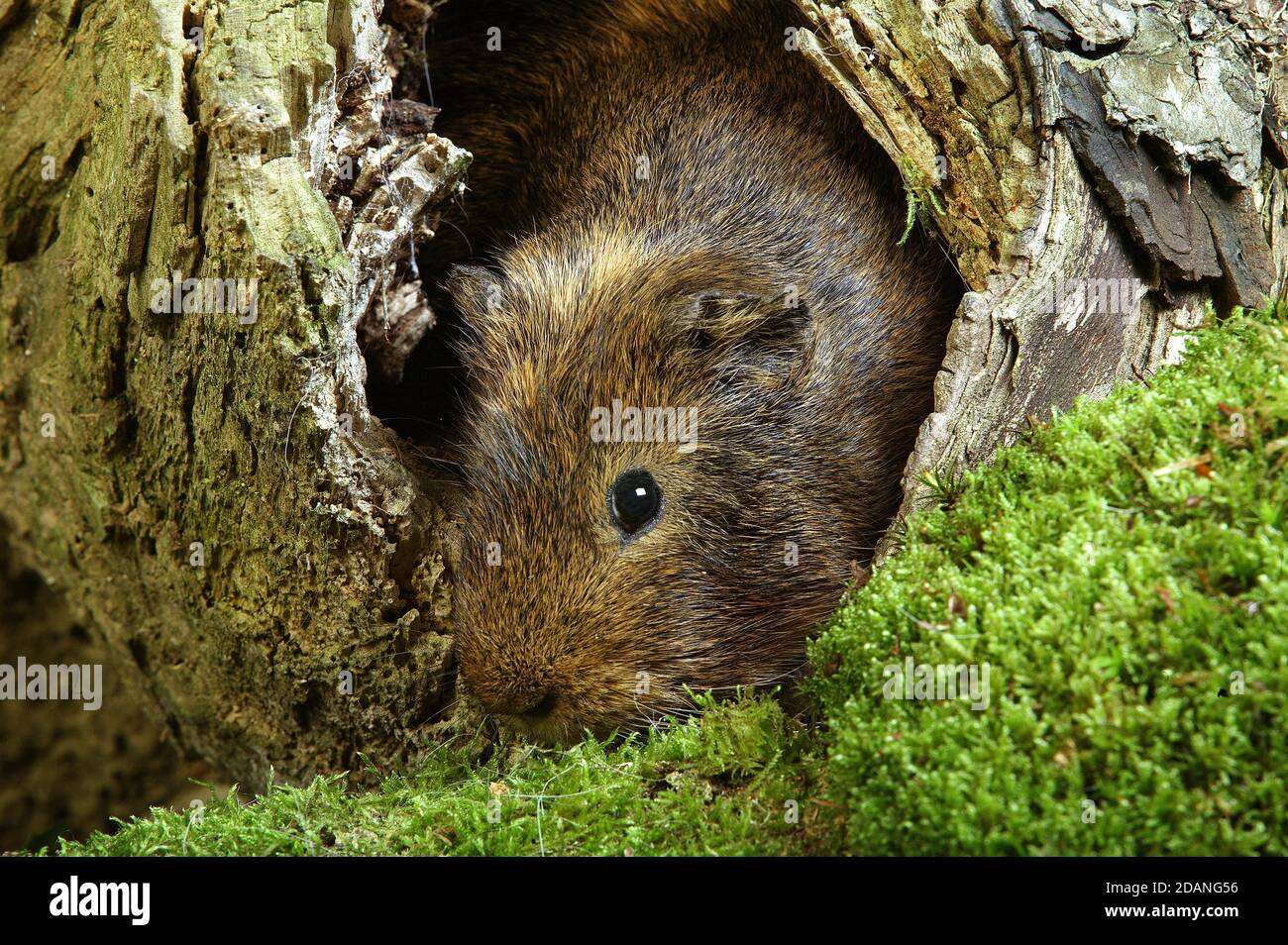 GUINEA PIG cavia porcellus, ADULT STANDING IN TREE STUMP Stock Photo ...