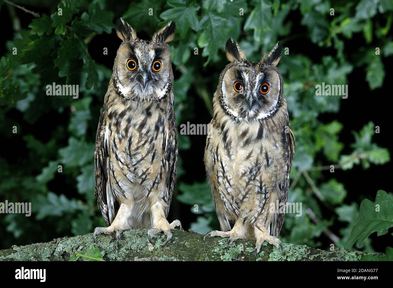 Long eared owl pair hi-res stock photography and images - Alamy