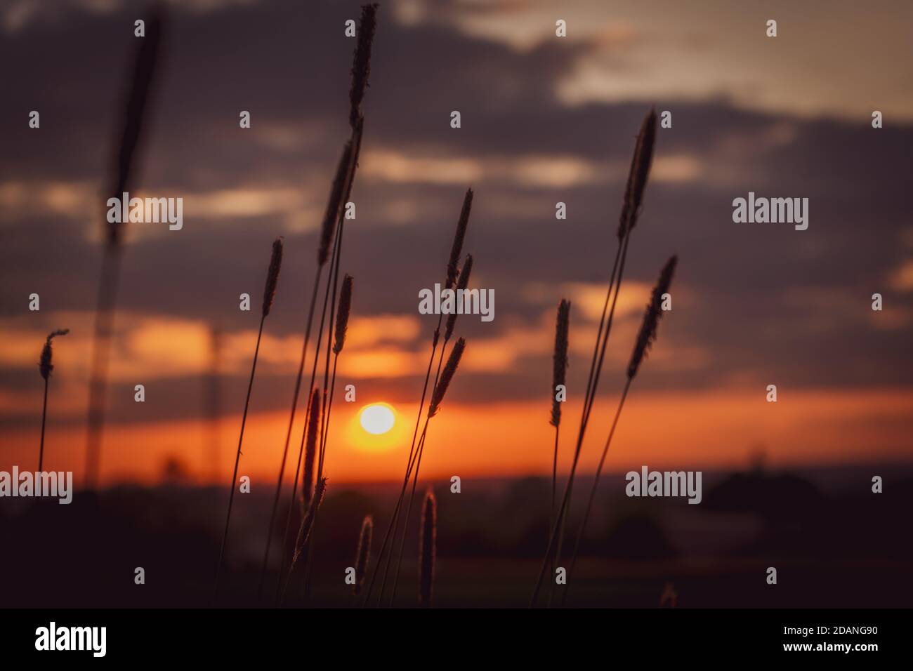 Agent orange field hi-res stock photography and images - Alamy