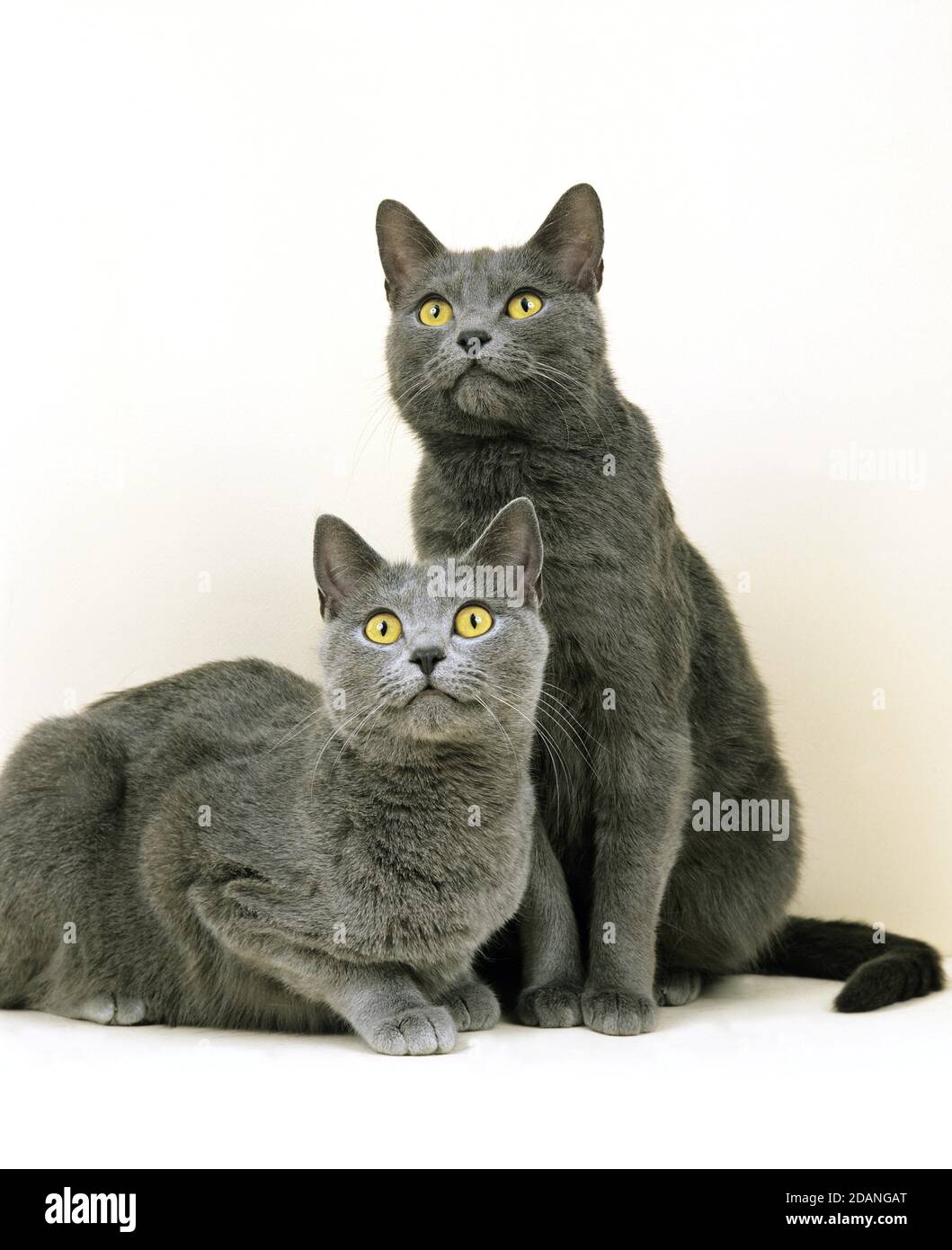 CHARTREUX DOMESTIC CAT, PAIR AGAINST WHITE BACKGROUND Stock Photo - Alamy