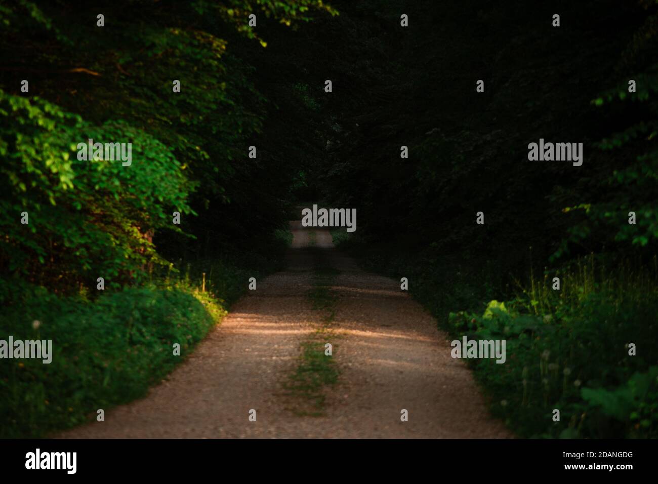 path leading in the woods Stock Photo - Alamy